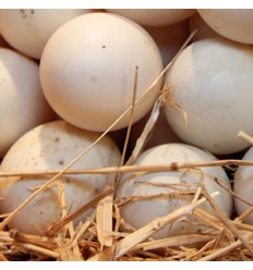 Comprar Huevos de Pato online